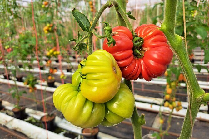 2-Hour Farm Experience in Gateway Yarra Valley - An In-Depth Look at the 2-Hour Farm Experience