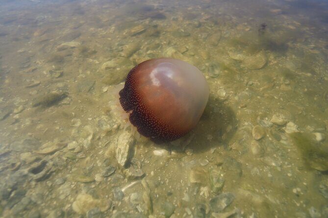 2-Hour Glass Bottom Guided Eco Tour in Flagler County-Small-group - Introduction