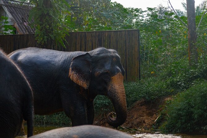 2-Hour Guided Eco-Tour & Transfer to Khaolak Elephant Sanctuary - Value and Price Analysis