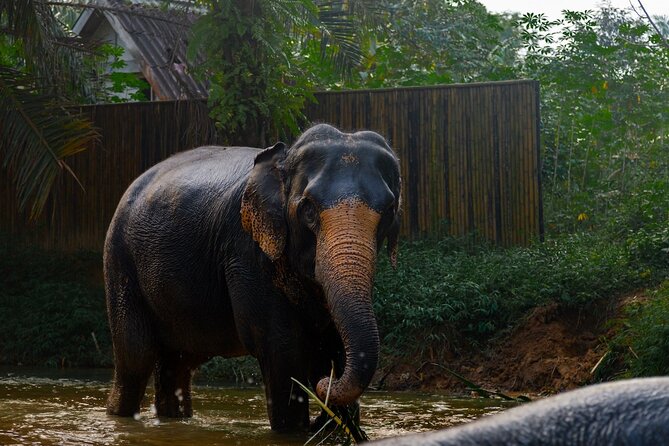 2-Hour Guided Eco-Tour & Transfer to Khaolak Elephant Sanctuary - FAQs