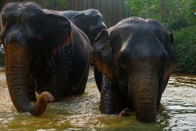 2-Hour Guided Eco-Tour & Transfer to Khaolak Elephant Sanctuary - Final Thoughts