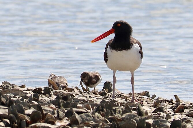 2-Hour Guided Kayak Eco Tour in Charleston - The Sum Up: Why This Tour Is a Great Choice