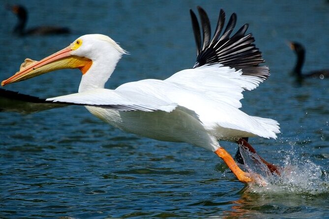 2 Hour Historical Wildlife Tour of the Chain of Lakes - Included Experiences