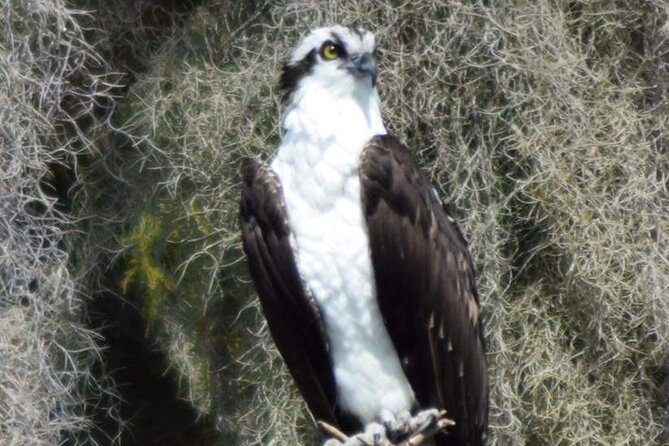 2 Hour Historical Wildlife Tour of the Chain of Lakes - Frequent Floater Program