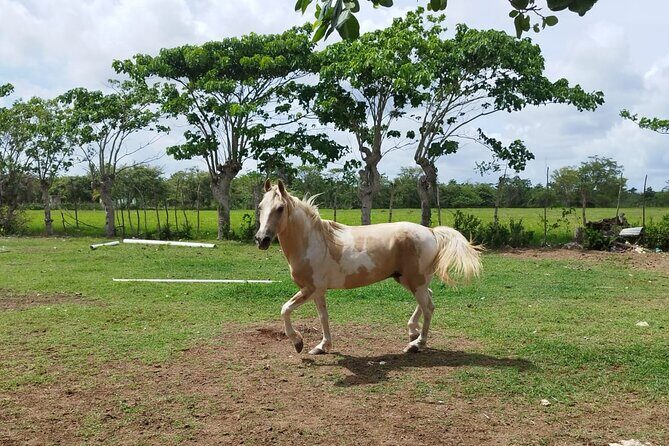 2-Hour Horseback Riding Tour at Sunset from Punta Cana - The Sum Up