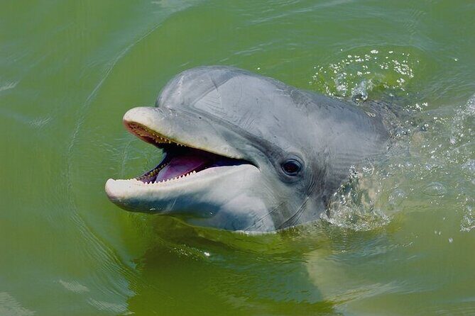 2 Hour Kayak Hilton Head Dolphin and Nature Tour - Authentic Insights from Other Travelers