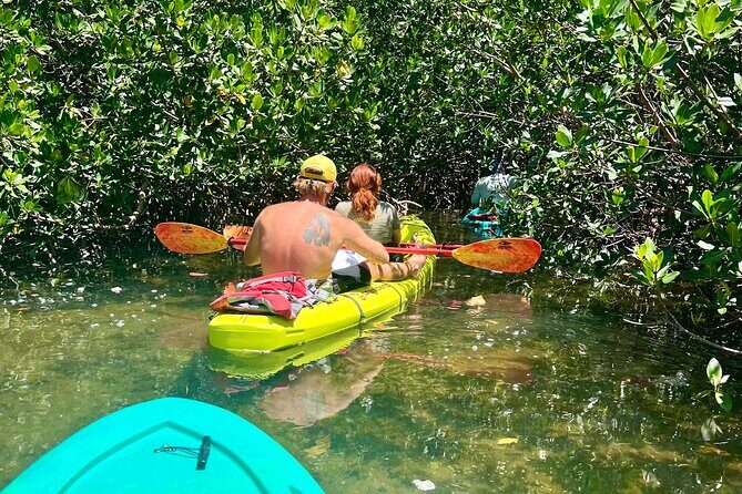 2 Hour Key West Kayak Rental  Discover Mangroves & Wildlife! - The Sum Up