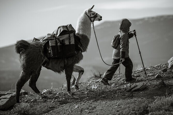 2-Hour Llama Hike - What to Expect During the Hike
