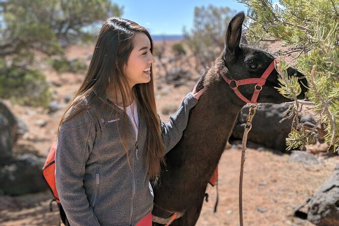 2-Hour Llama Hike - The Cost and Overall Value