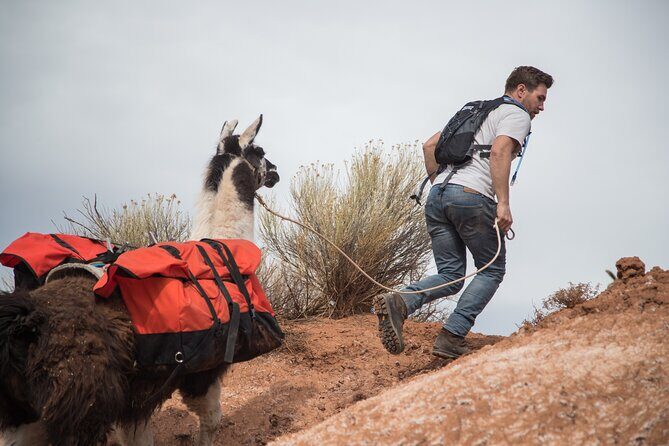 2-Hour Llama Hike - Authenticity and Genuine Experiences