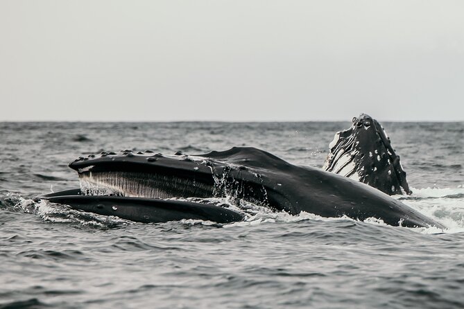 2-Hour Marine Wildlife Tour in Sitka - Tour Guides and Their Impact