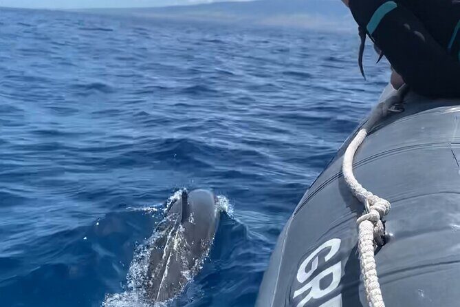 2 Hour Maui Dolphin Watch Sightsee Raft Tour (Semi-Private) - Key Points