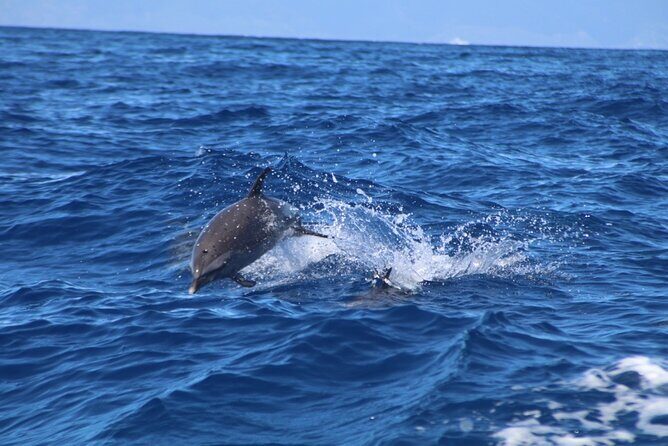2 Hour Maui Dolphin Watch Sightsee Raft Tour (Semi-Private) - An Introduction to Maui’s Marine Adventures