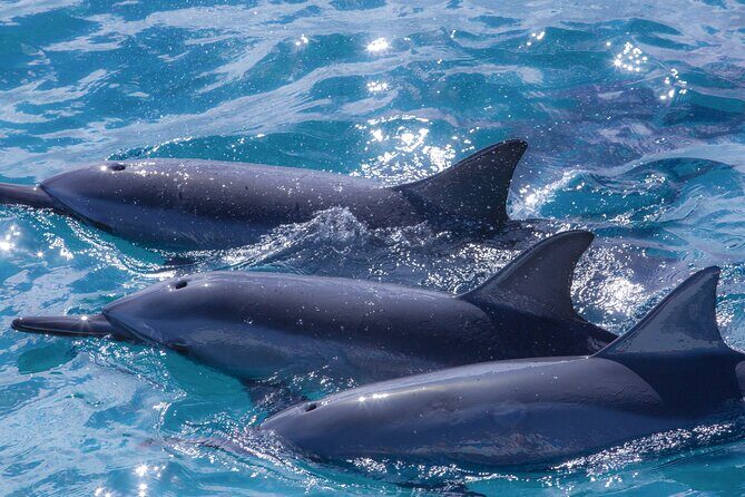2 Hour Maui Dolphin Watch Sightsee Raft Tour (Semi-Private) - Wildlife Encounters: What You Might See