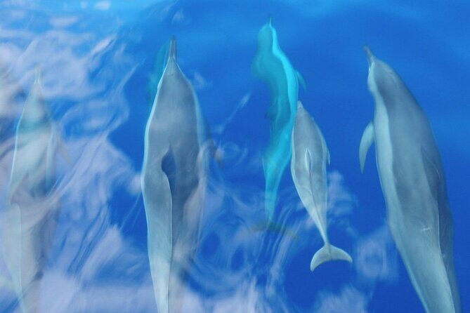 2 Hour Maui Dolphin Watch Sightsee Raft Tour (Semi-Private) - Final Thoughts: Is It Worth It?
