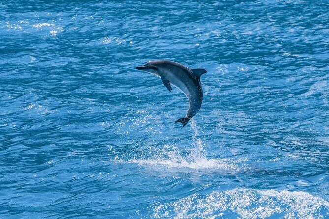 2 Hour Maui Dolphin Watch Sightsee Raft Tour (Semi-Private) - Who Should Consider This Tour?