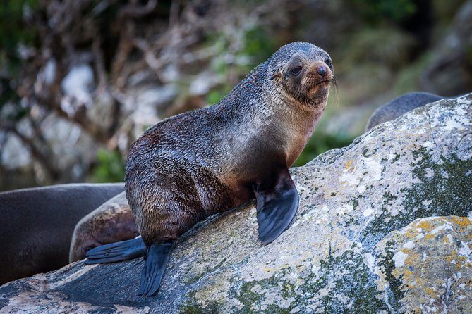 2-Hour Milford Sound Scenic Cruise - Who Should Consider This Tour?