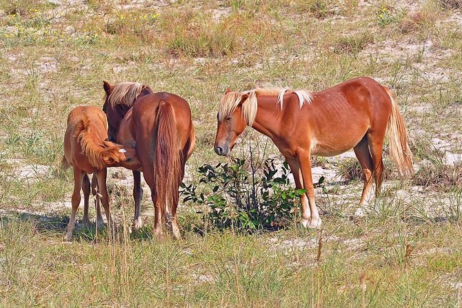 2-hour Outer Banks Wild Horse Tour by 4WD Truck - Authentic Perspectives from Travelers