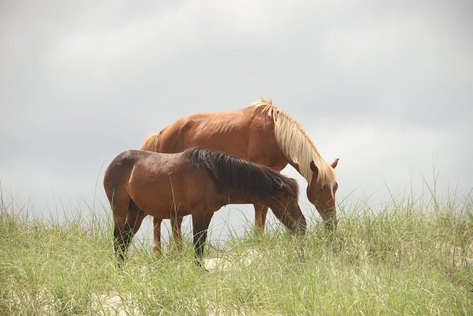 2-hour Outer Banks Wild Horse Tour by 4WD Truck - The Sum Up: Who Should Consider This Tour?