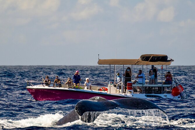 2 Hour Prime Time Maui Whale Watching - Introduction