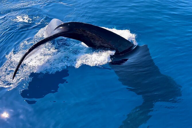 2 Hour Prime Time Maui Whale Watching - The Whale Watching Experience