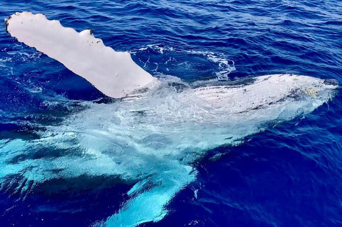2 Hour Prime Time Maui Whale Watching - Why This Tour Is a Great Value