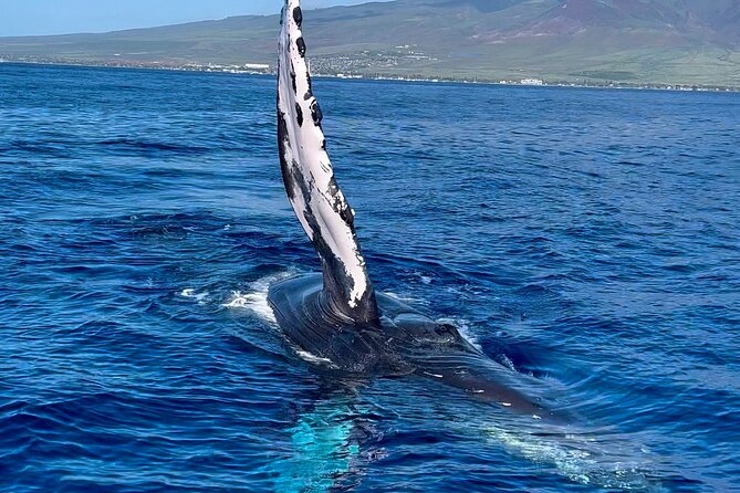 2 Hour Prime Time Maui Whale Watching - The Itinerary in Detail