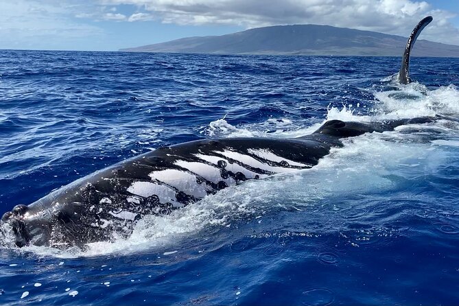 2 Hour Prime Time Maui Whale Watching - Who Should Consider This Tour?