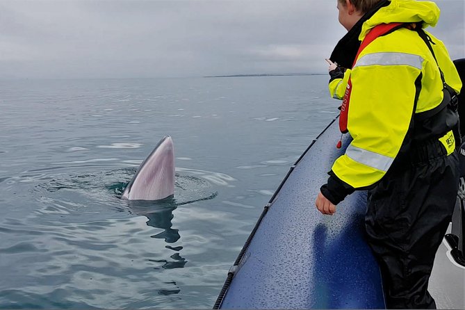 2-Hour RIB Boat Whale Watching Tour From Reykjavik - Meeting and Safety Information