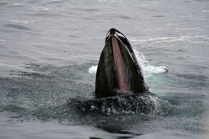 2-Hour RIB Boat Whale Watching Tour From Reykjavik - Customer Reviews and Feedback