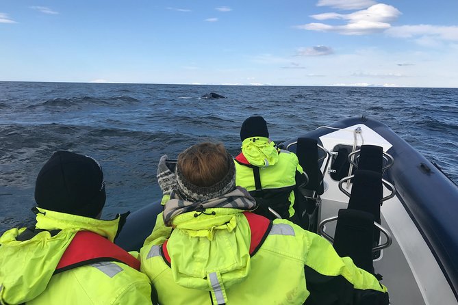 2-Hour RIB Boat Whale Watching Tour From Reykjavik - Booking and Pricing