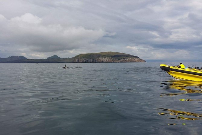 2 Hour Round Trip in Vestmannaeyjar on a RIB Boat - Reviews and Pricing