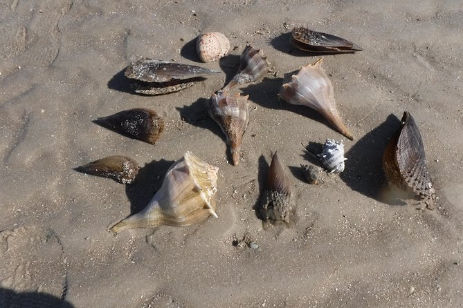 2-hour Shelling Boat Tour in the 10,000 Islands - What to Bring for Your Tour