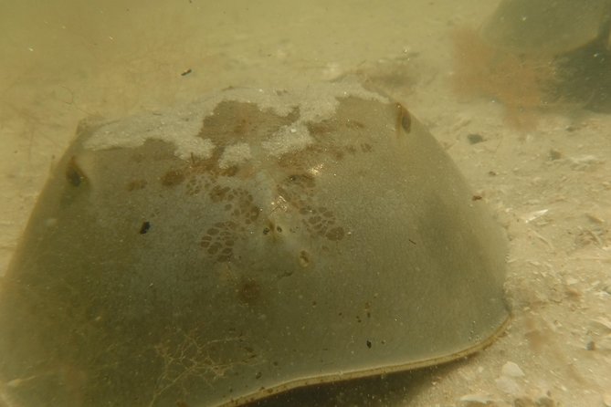 2-hour Shelling Boat Tour in the 10,000 Islands - Customer Experiences and Feedback