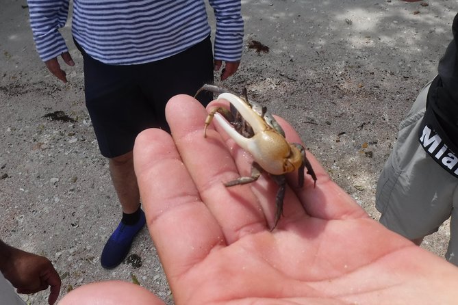 2-hour Shelling Boat Tour in the 10,000 Islands - Enhancing Your Shelling Experience