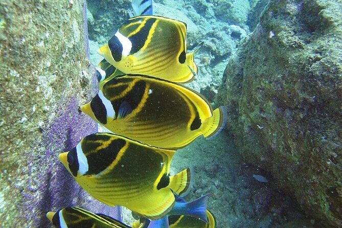 2-Hour Snorkeling Adventure in Kauai - The Sum Up