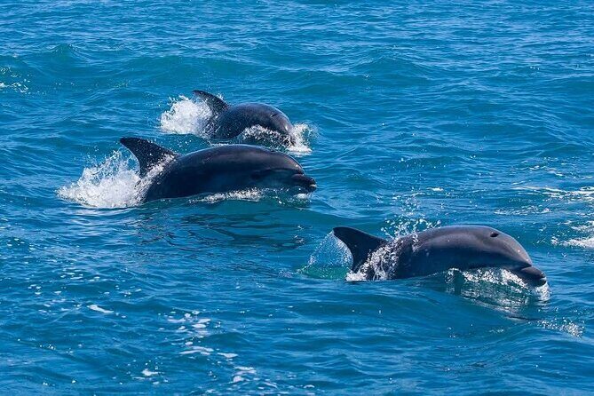 2 Hour Snorkeling and Dolphin Tour - The Sum Up: Is This Tour Right for You?