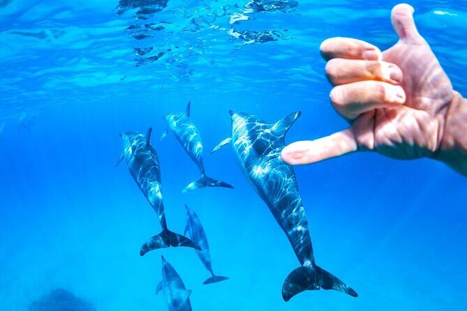 2 Hour Snorkeling and Dolphin Tour - FAQs