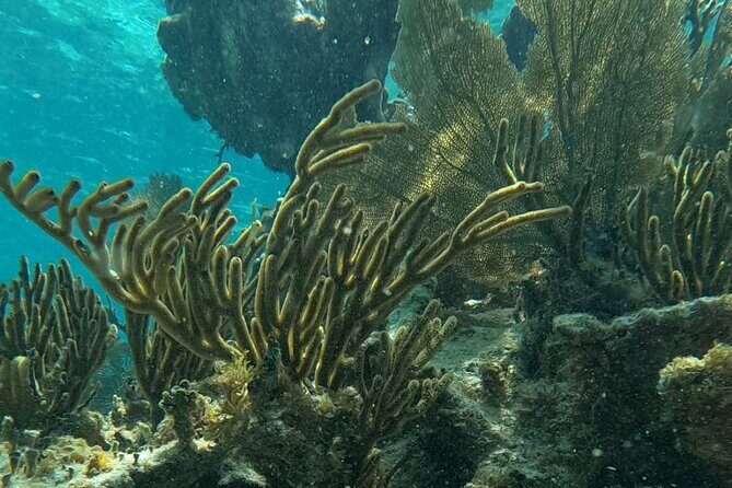 2 hour snorkeling in Arrecife de Puerto Morelos - A Practical Introduction to the Snorkeling Tour
