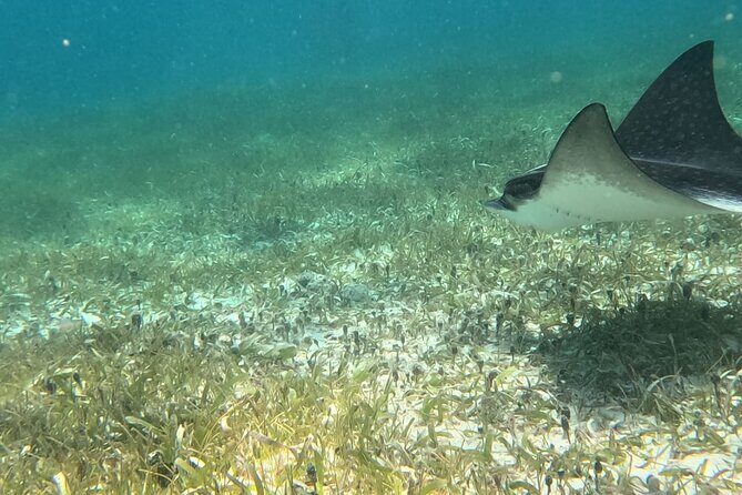 2 hour snorkeling in Arrecife de Puerto Morelos - Detailed Breakdown of the Itinerary