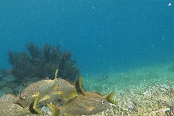 2 hour snorkeling in Arrecife de Puerto Morelos - Why Choose This Tour?
