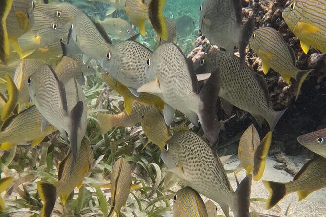 2 hour snorkeling in Arrecife de Puerto Morelos - Who Is This Tour Best For?