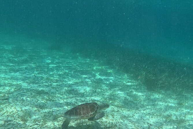 2 hour snorkeling in Arrecife de Puerto Morelos - The Sum Up