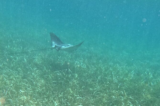 2 hour snorkeling in Arrecife de Puerto Morelos - FAQ
