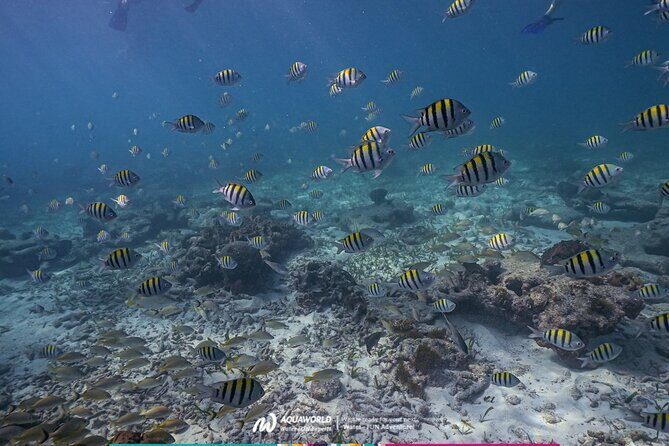 2-Hour Snorkeling Paradise Reef in Cancún Underwater Museum - What the Tour Includes and What It Costs
