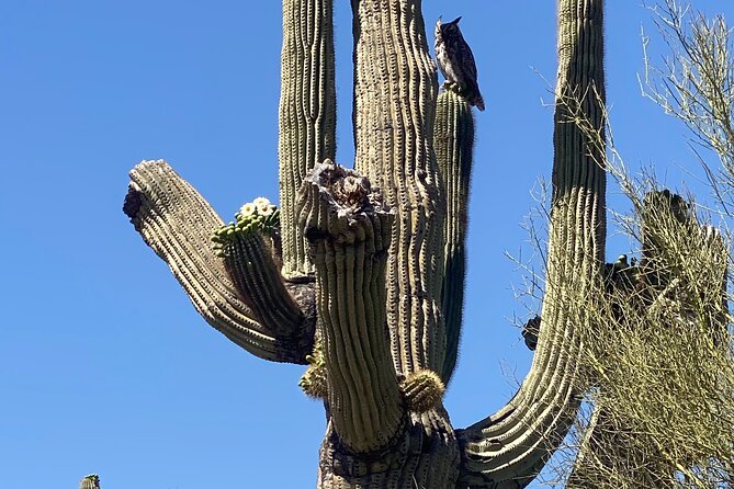 2 Hour Sonoran Desert Private Guided Mountain Bike Tour - Meeting Point and Tour Logistics