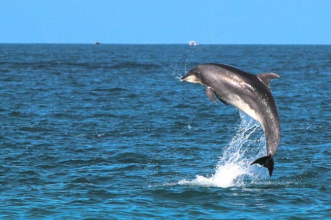 2 Hour Sunset Dolphin Watching Shared Tour in luxury boat - The Sum Up