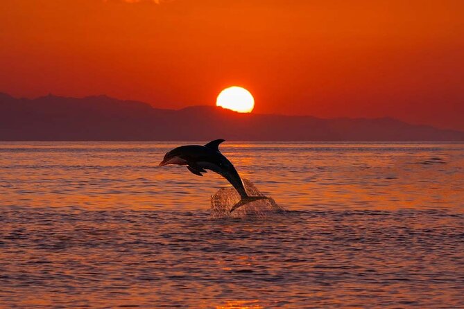 2 Hour Sunset Dolphin Watching Shared Tour in luxury boat - FAQ