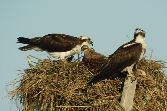 2-Hour Sunset Safari Eco Cruise From Cape May - Learning About Local Ecosystems