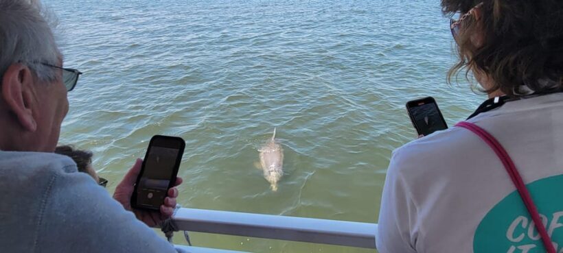 2 Hour Tiki Dolphin Sightseeing Tour in Cocoa Beach - FAQ